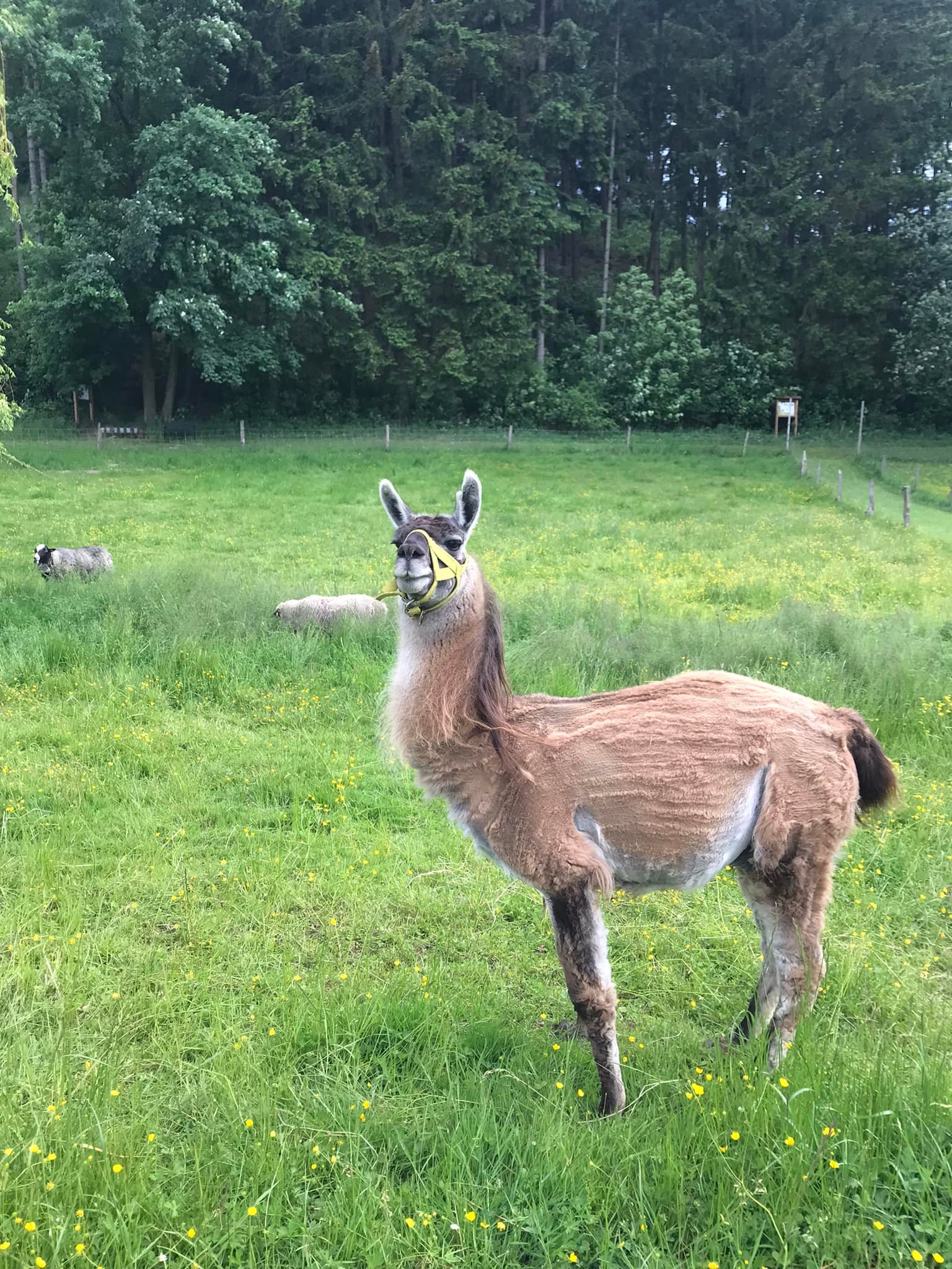 Babiččin statek – Šťastný domov Líšnice, z.ú.