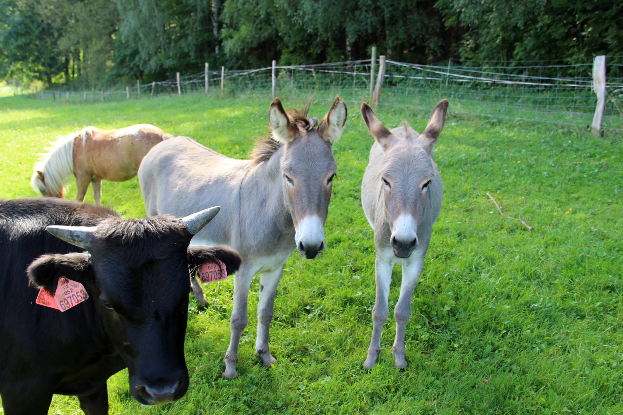 Babiččin statek – Šťastný domov Líšnice, z.ú.