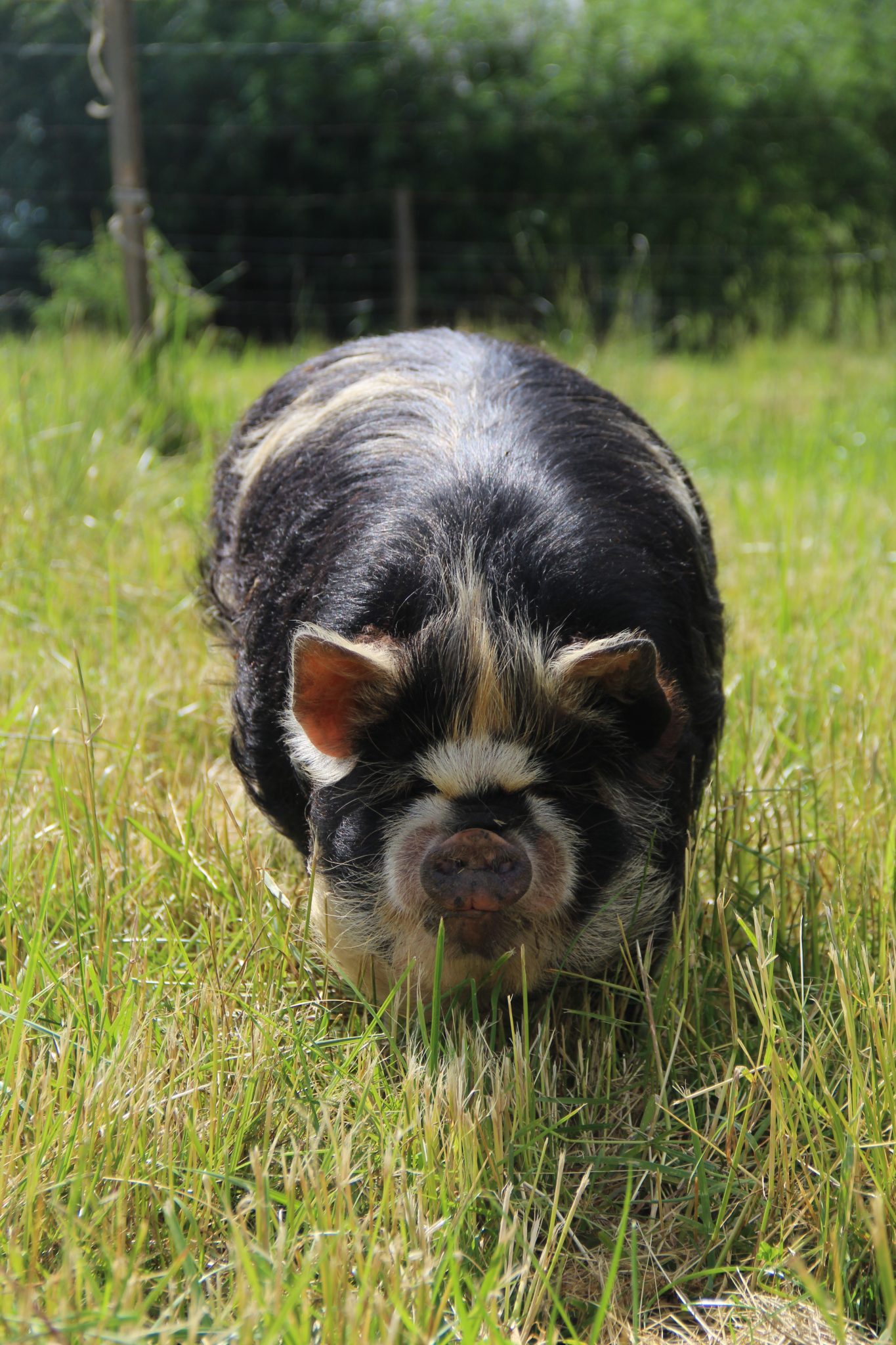 Babiččin statek – Šťastný domov Líšnice, z.ú.