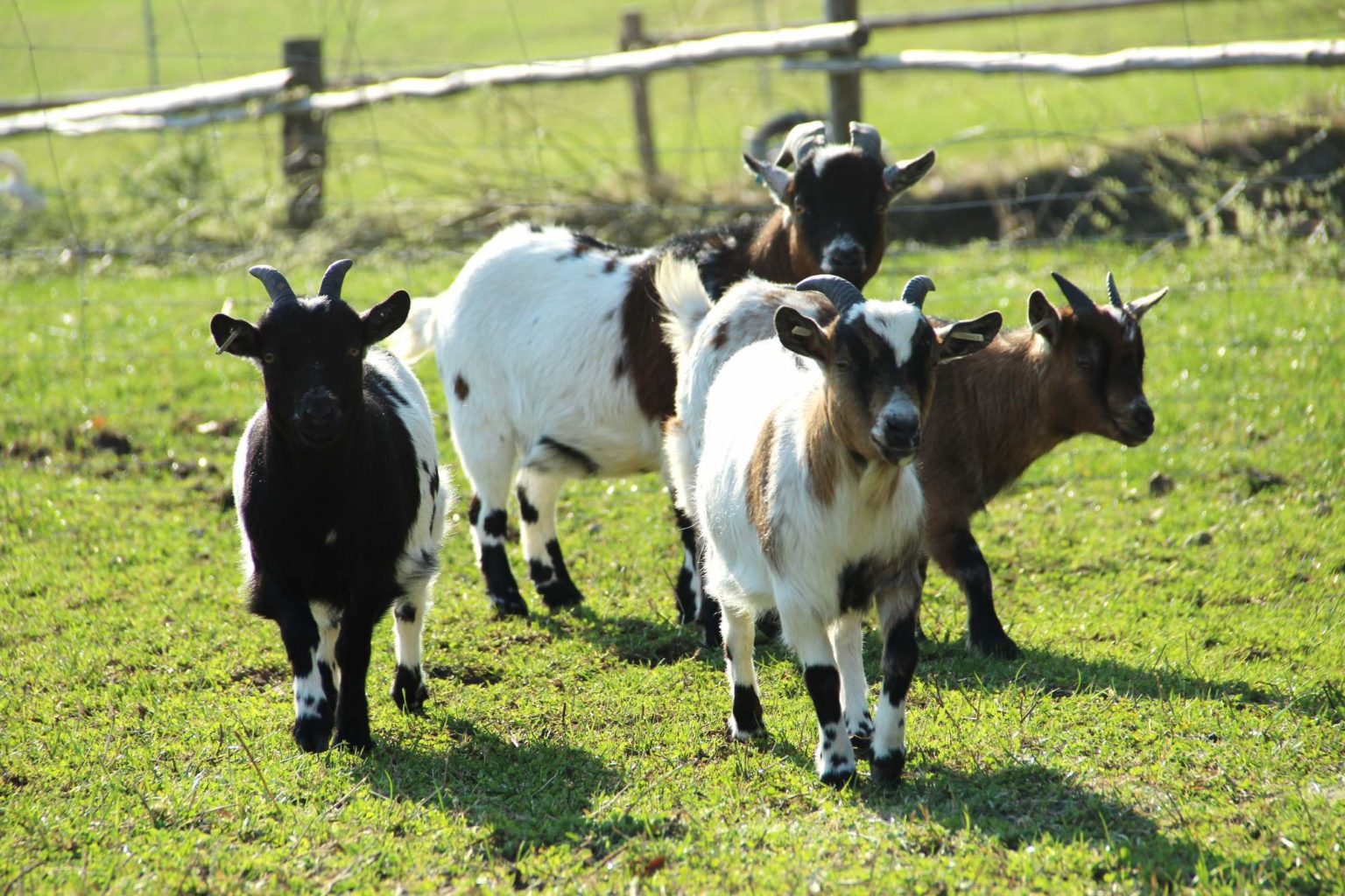 Babiččin statek – Šťastný domov